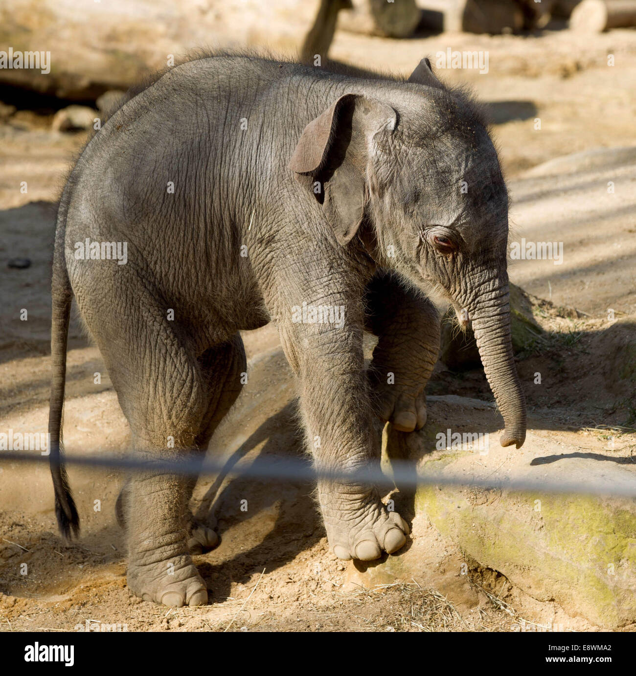 A baby Asian elephant goes on full public view at Twycross Zoo Stock ...