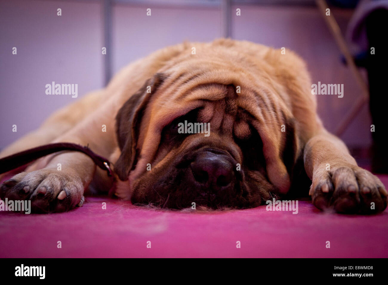 A mastiff lies on the ground at Crufts 2014 at the NEC in Birmingham ...
