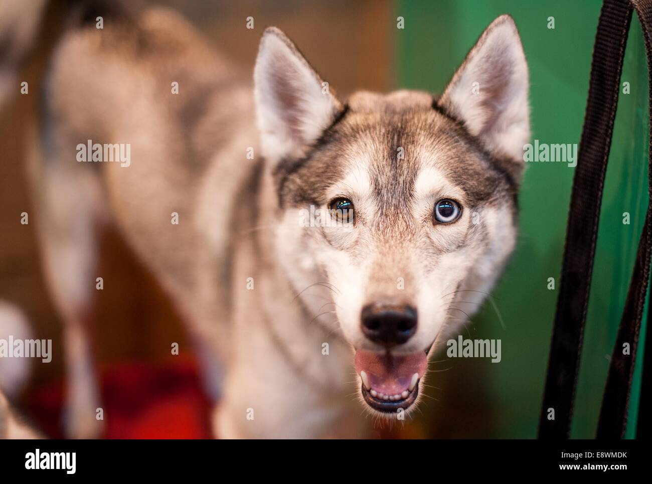 Siberian husky dog dog show hi-res stock photography and images - Alamy