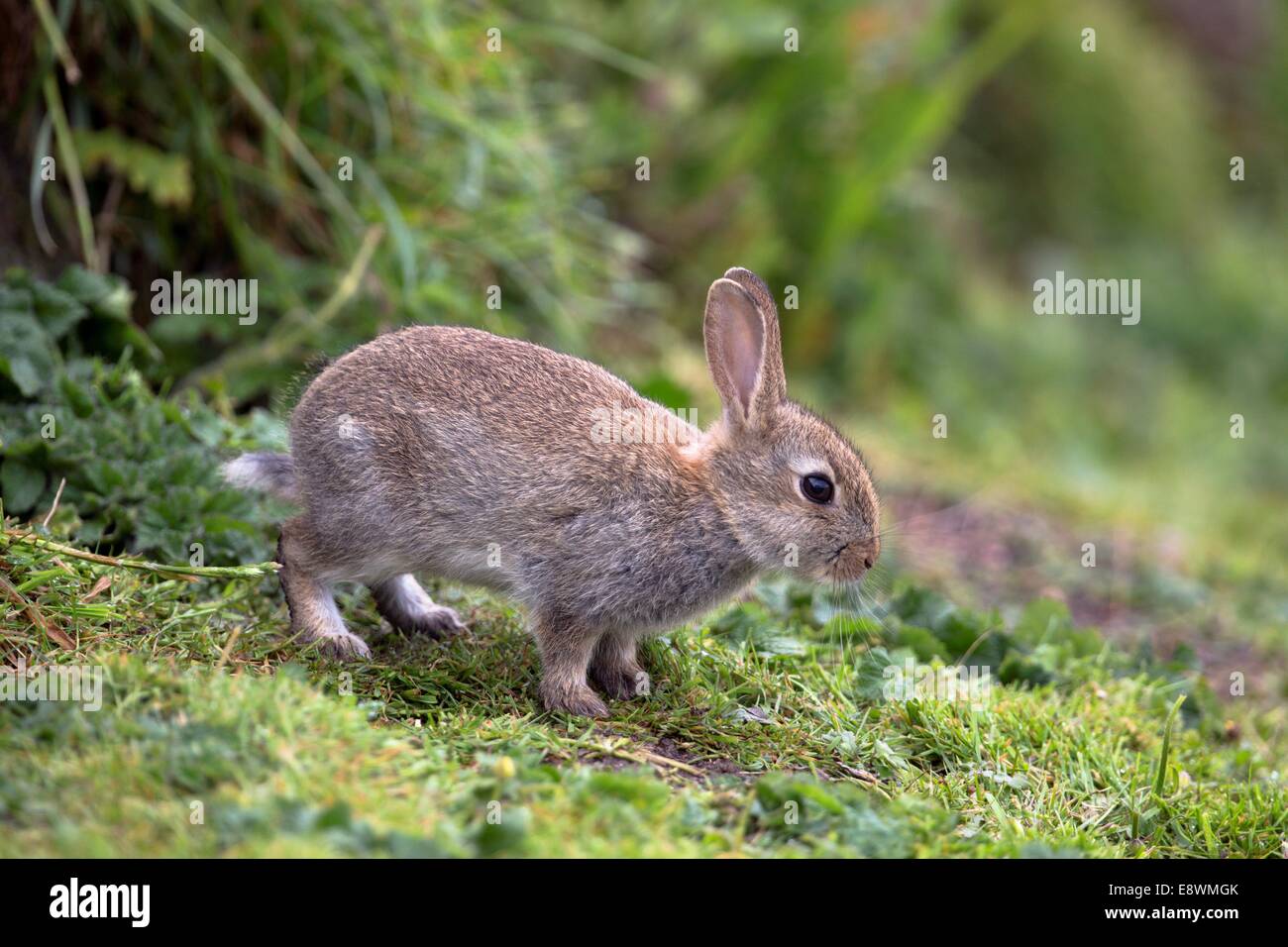 Rabbits hi-res stock photography and images - Alamy