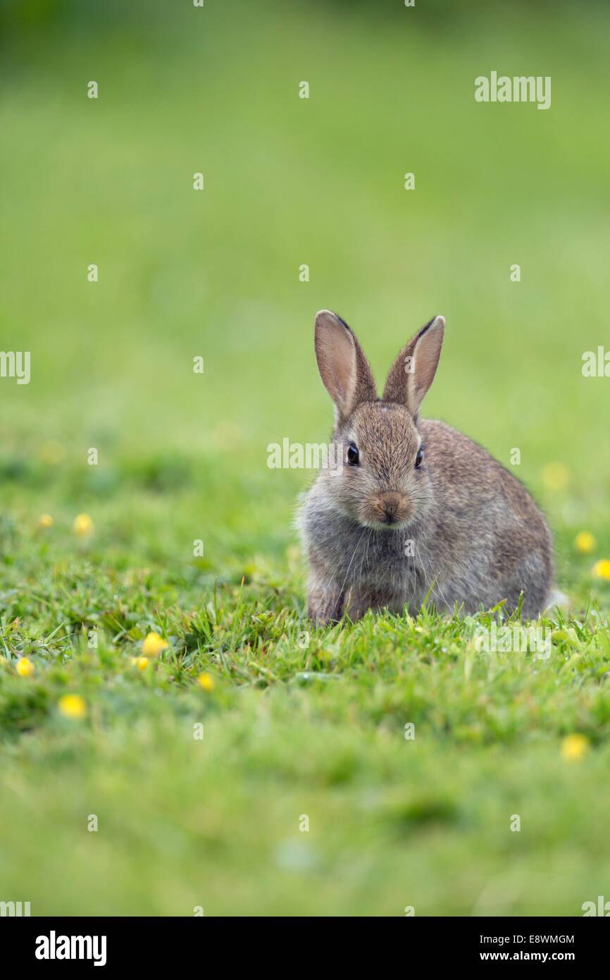 Rabbits hi-res stock photography and images - Alamy