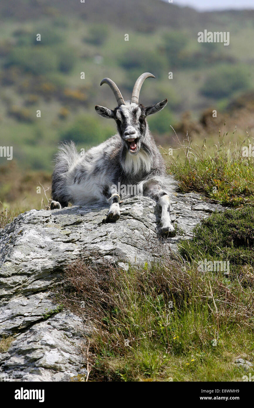 Wild animal goats hi-res stock photography and images - Alamy