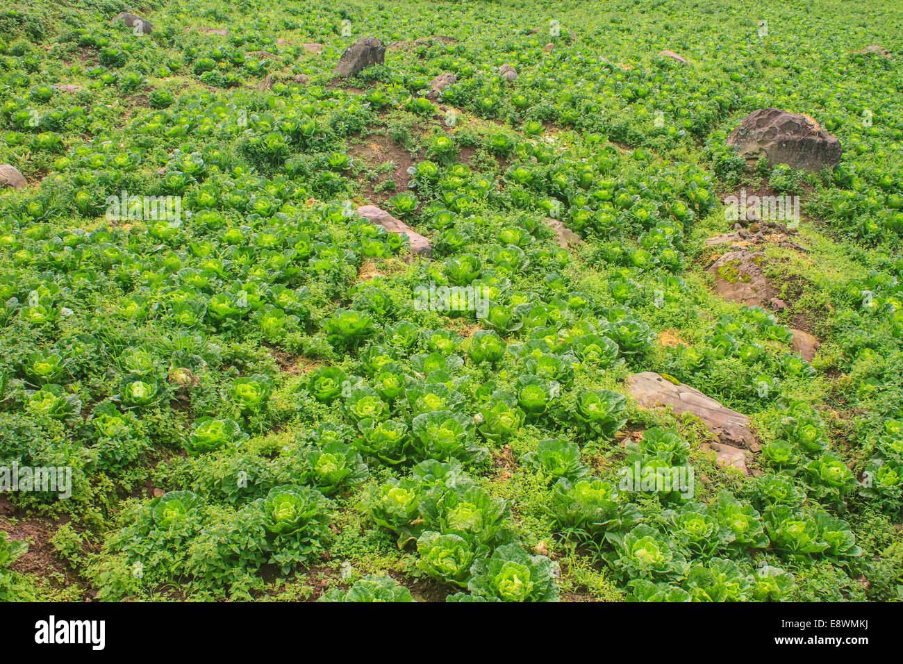 chinese cabbage field in the country side Stock Photo - Alamy
