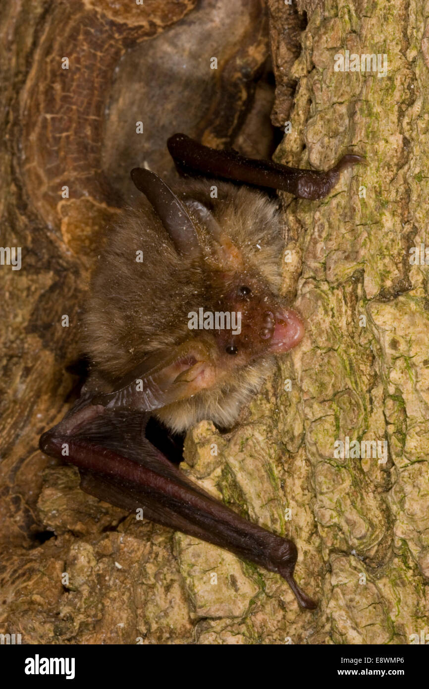 Bechstein’s Bat - Myotis bechsteinii Stock Photo - Alamy