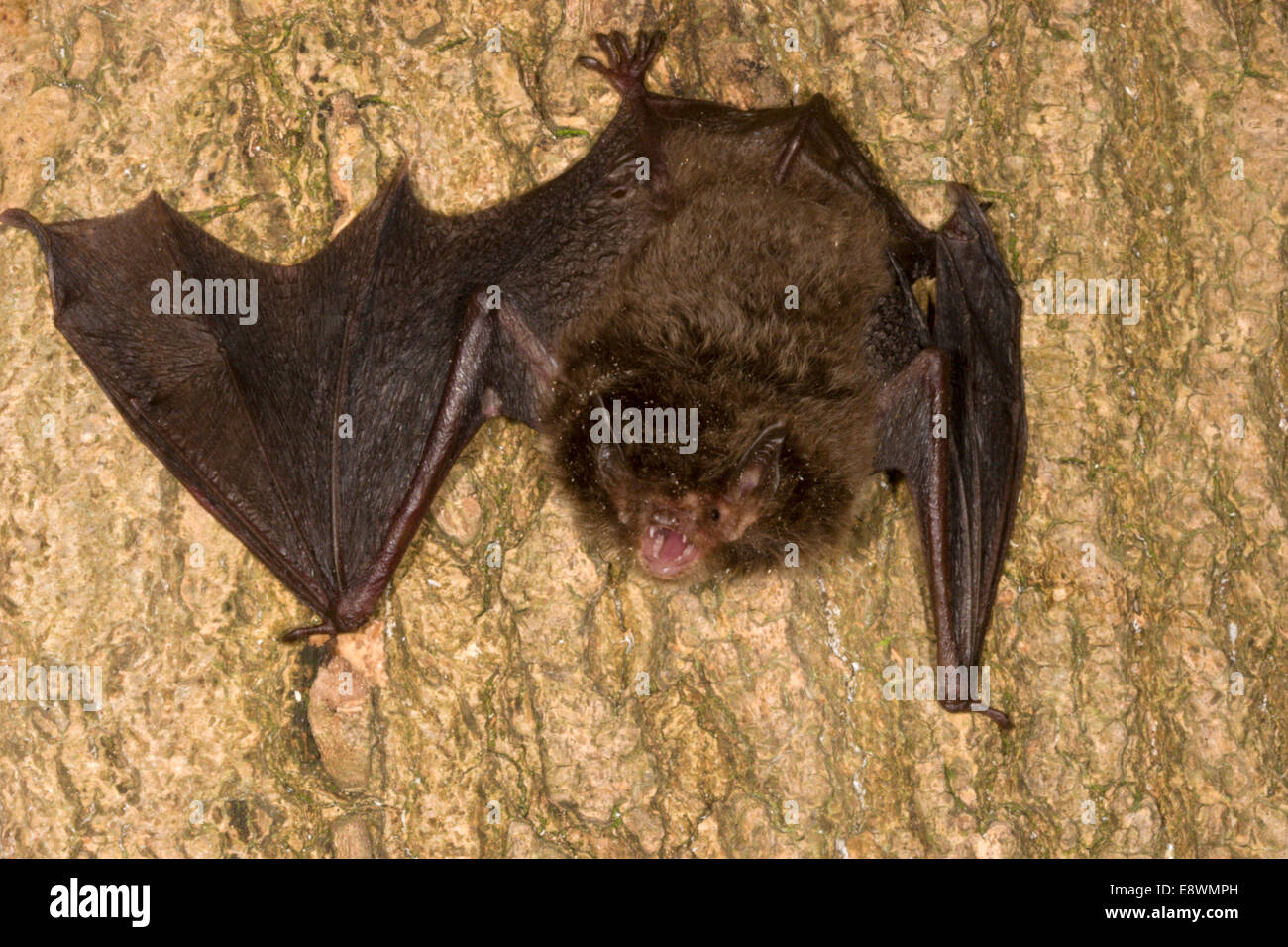 Daubenton’s Bat - Myotis daubentonii Stock Photo - Alamy