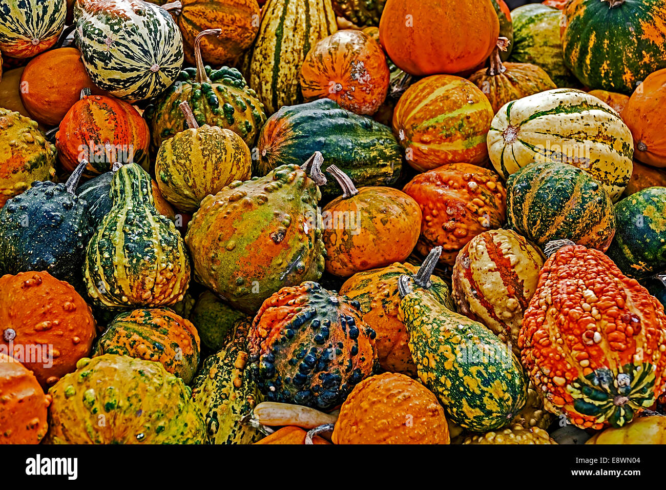 Mixed colorful ornamental pumpkins with various shapes Stock Photo - Alamy