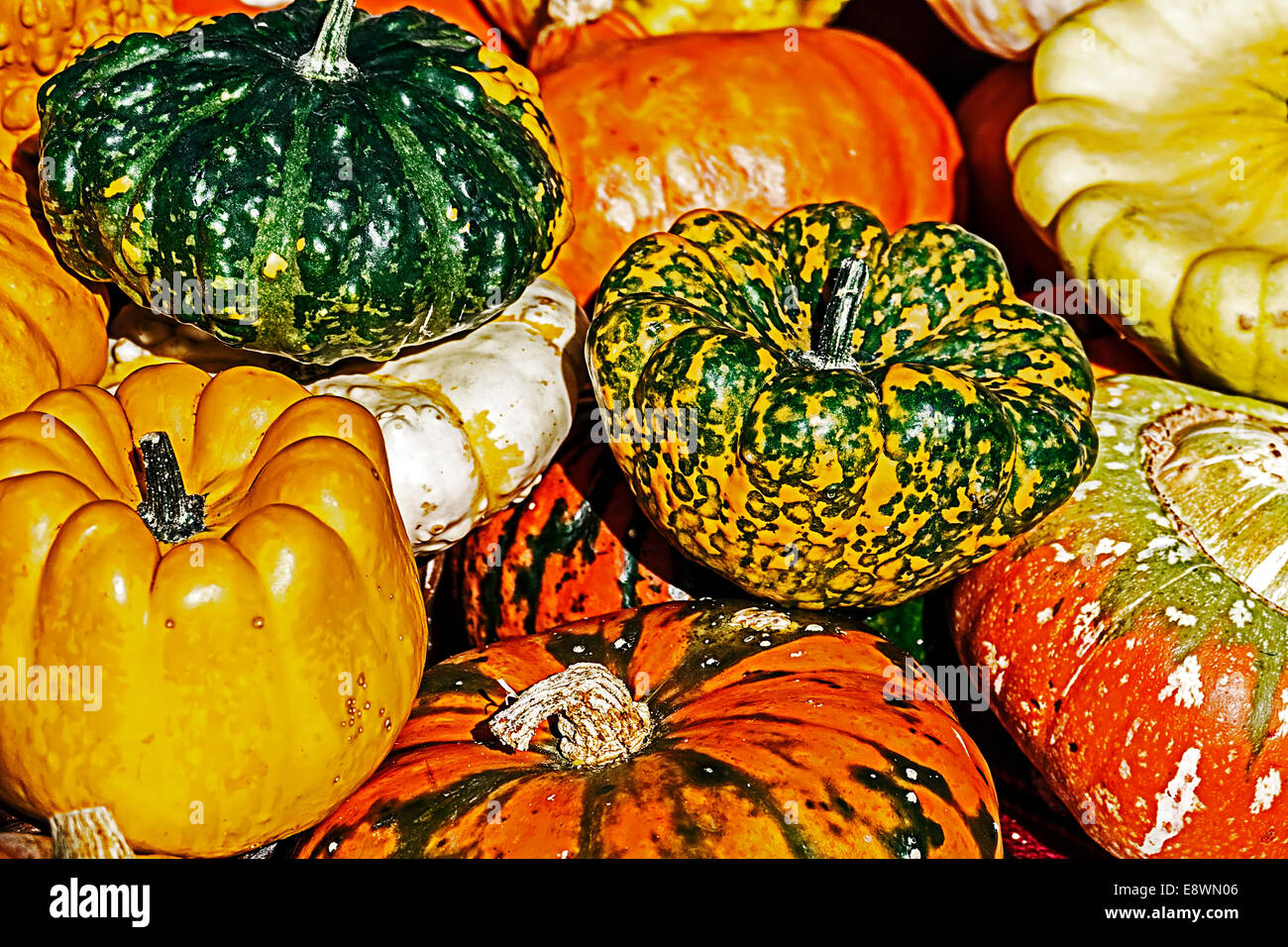 Mixed colorful ornamental pumpkins with various shapes Stock Photo - Alamy