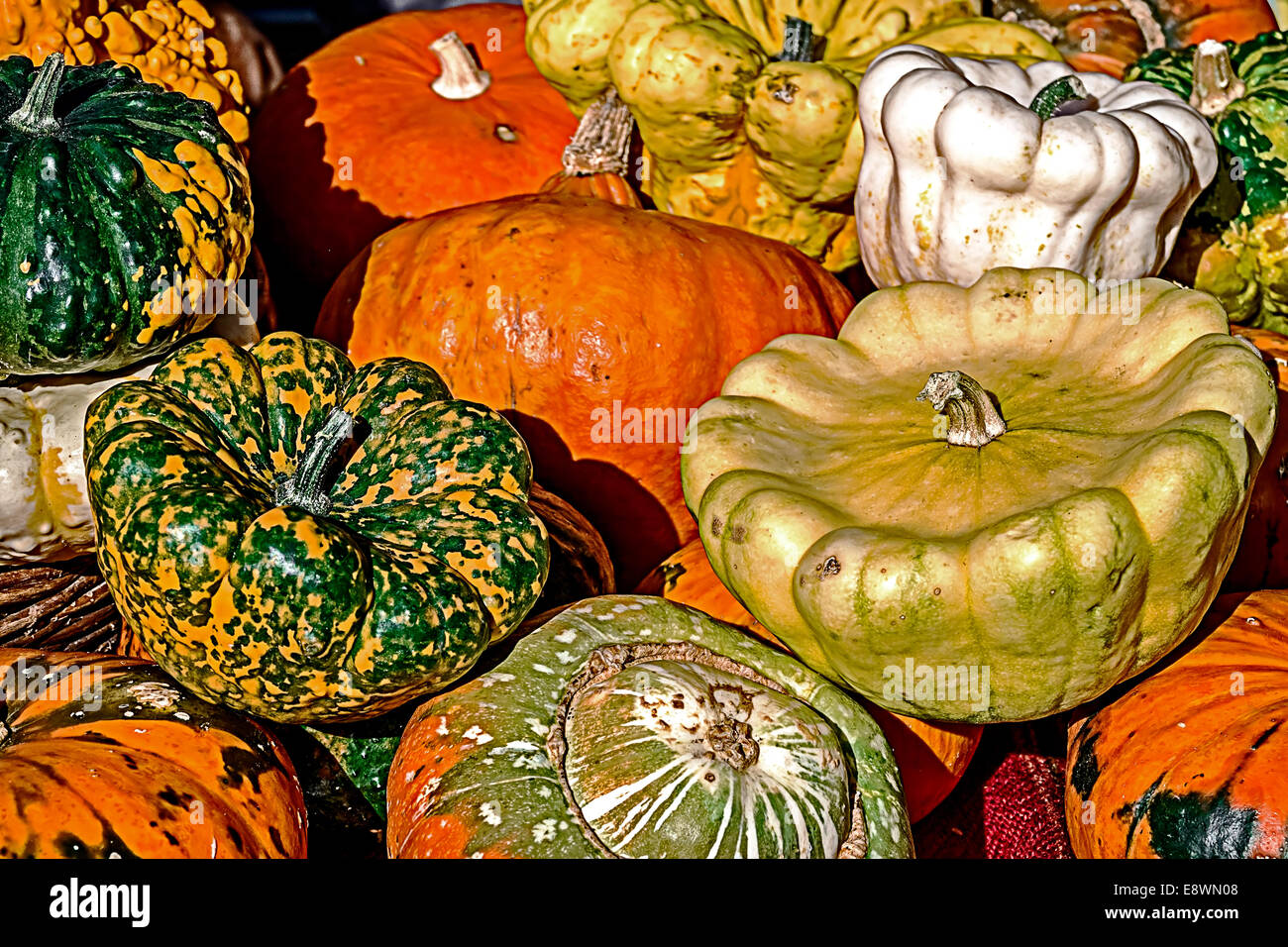 Mixed colorful ornamental pumpkins with various shapes Stock Photo - Alamy