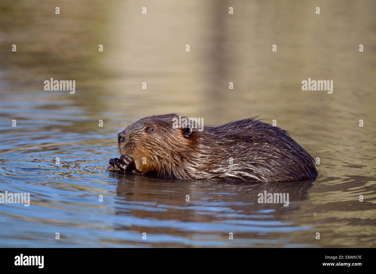 European Beaver - Castor fiber Stock Photo - Alamy