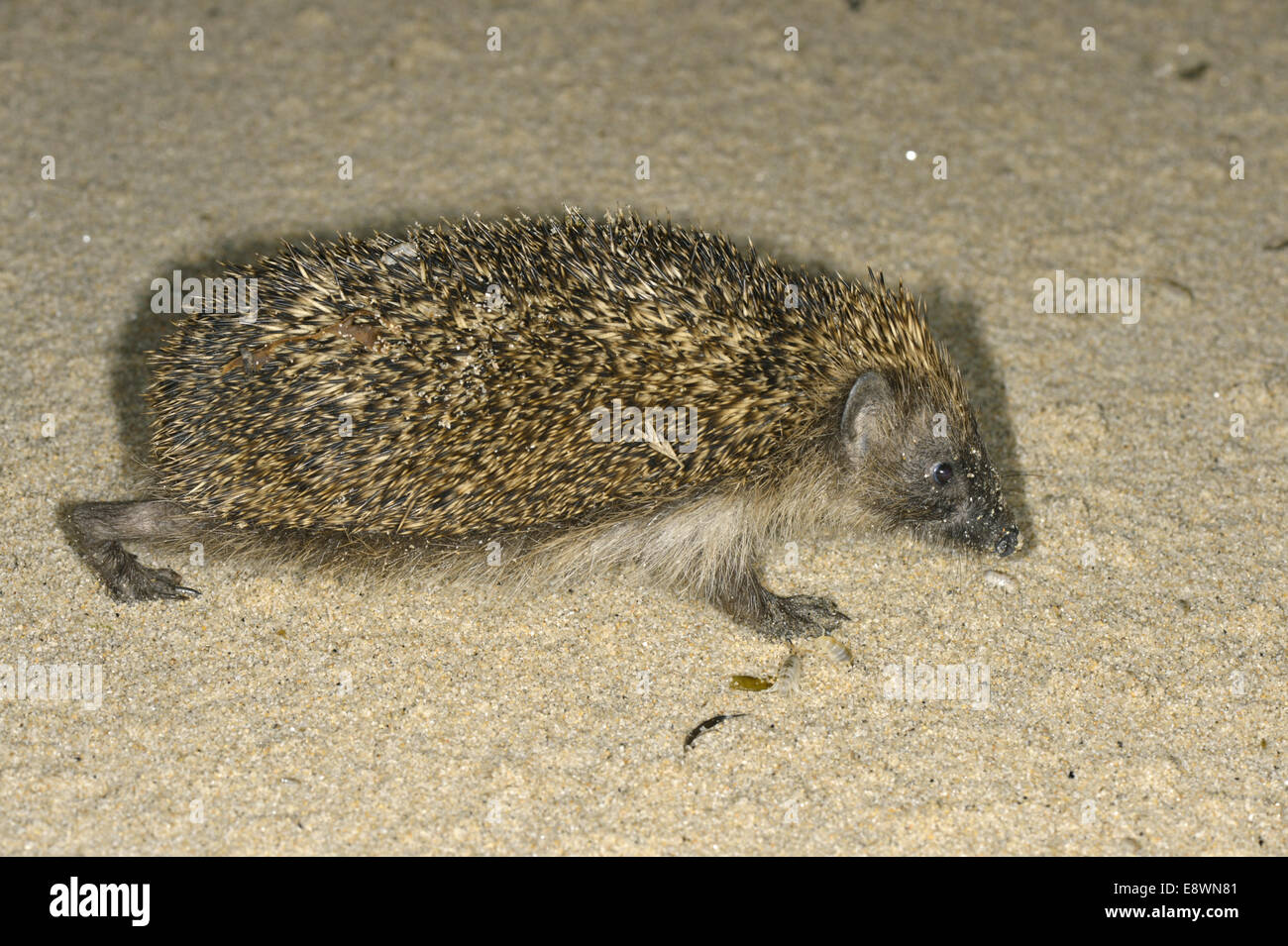 Hedgehog Erinaceus europaeus on the beach, Isles of Scilly Length 23 ...
