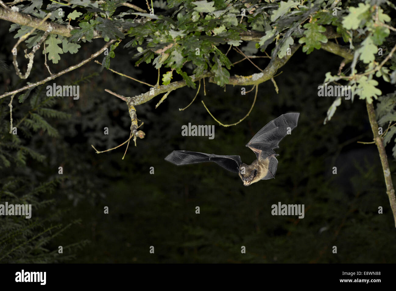 Serotine Bat - Eptesicus serotinus Stock Photo - Alamy