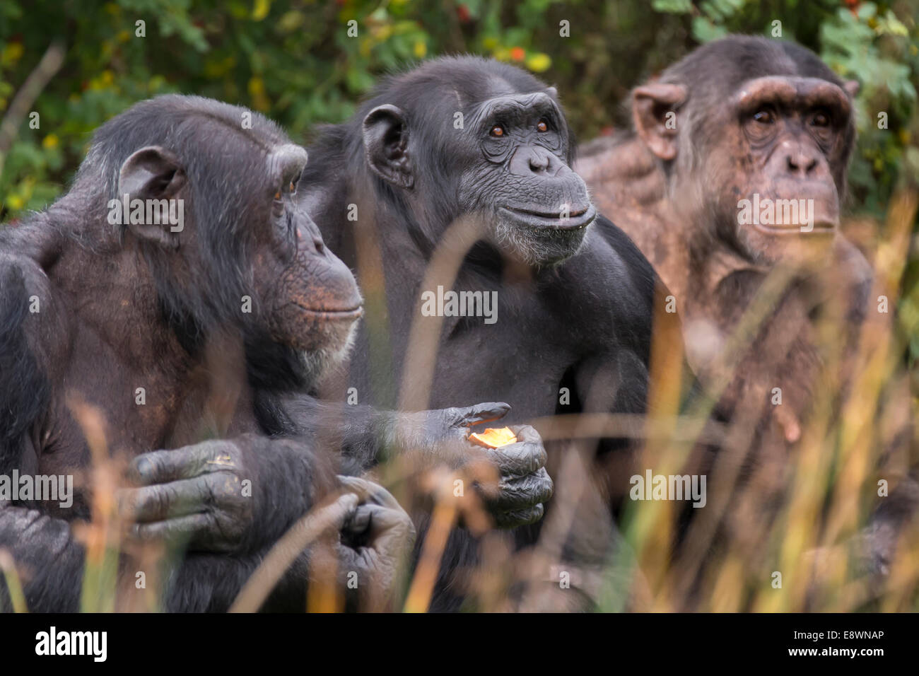 Ape format hi-res stock photography and images - Alamy