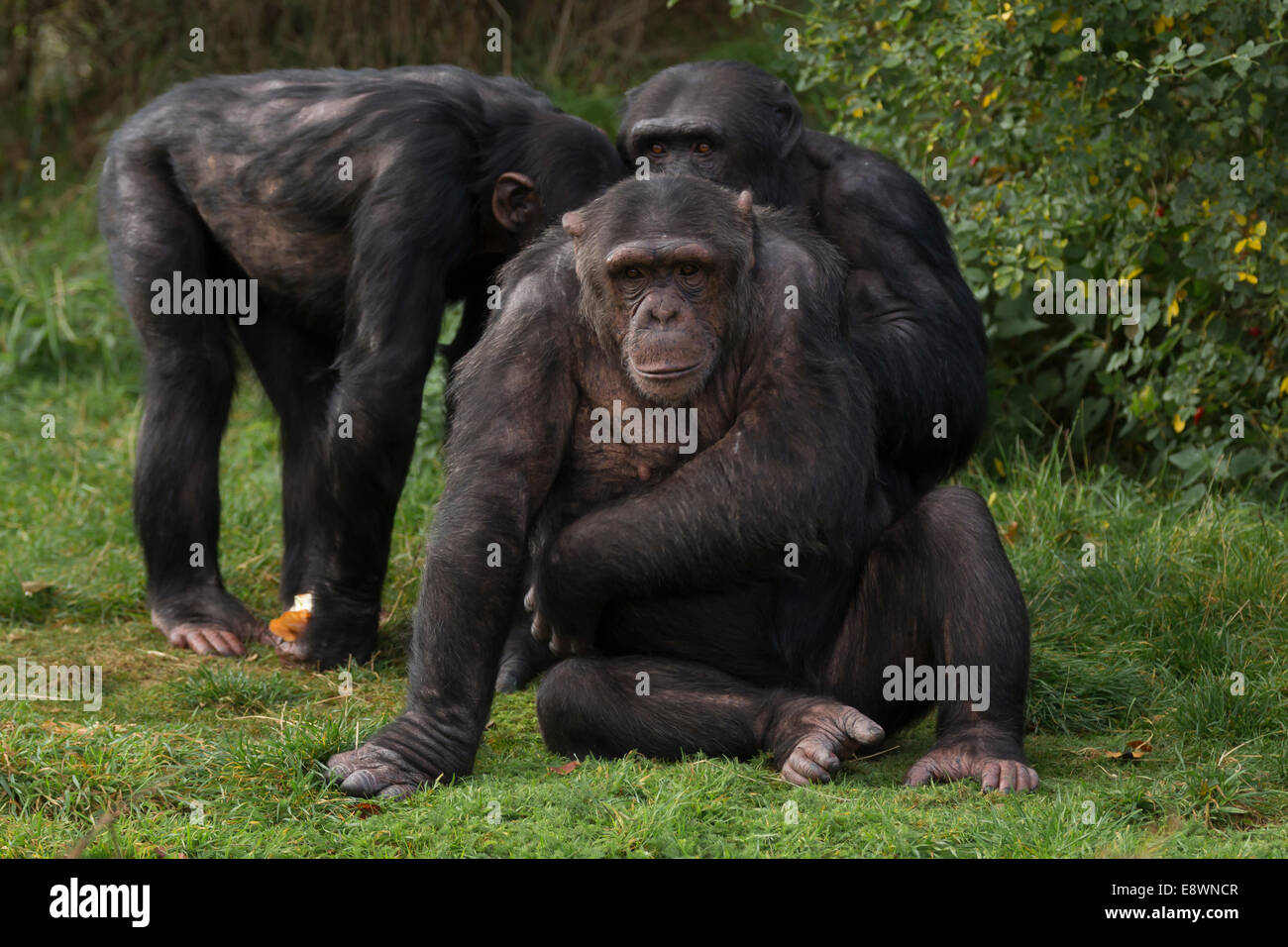 Chimpanzee portrait hi-res stock photography and images - Alamy