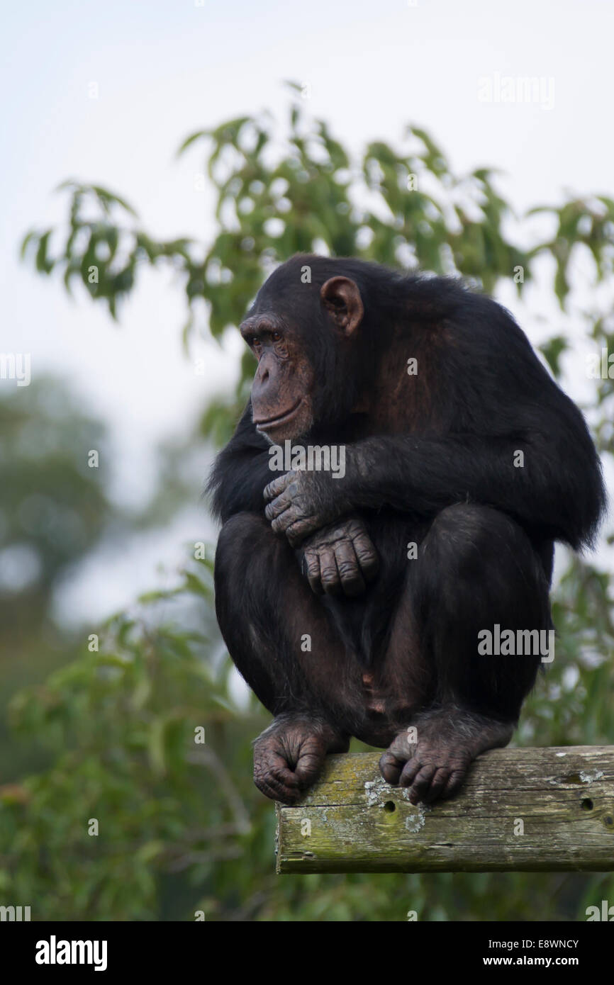 Full profile of a male character hi-res stock photography and images ...