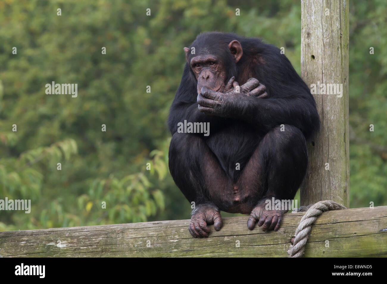 Chimpanzee portrait hi-res stock photography and images - Alamy