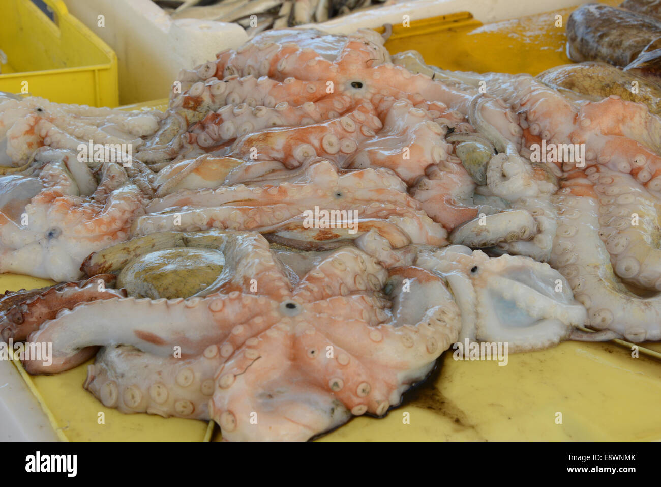 Octopus for sale at fresh fish market, Italy Stock Photo - Alamy