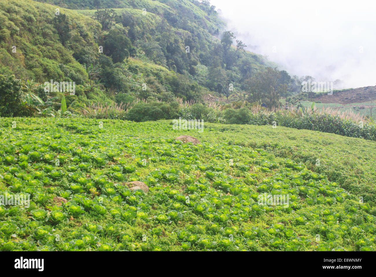 Chinese cabbage field hi-res stock photography and images - Alamy