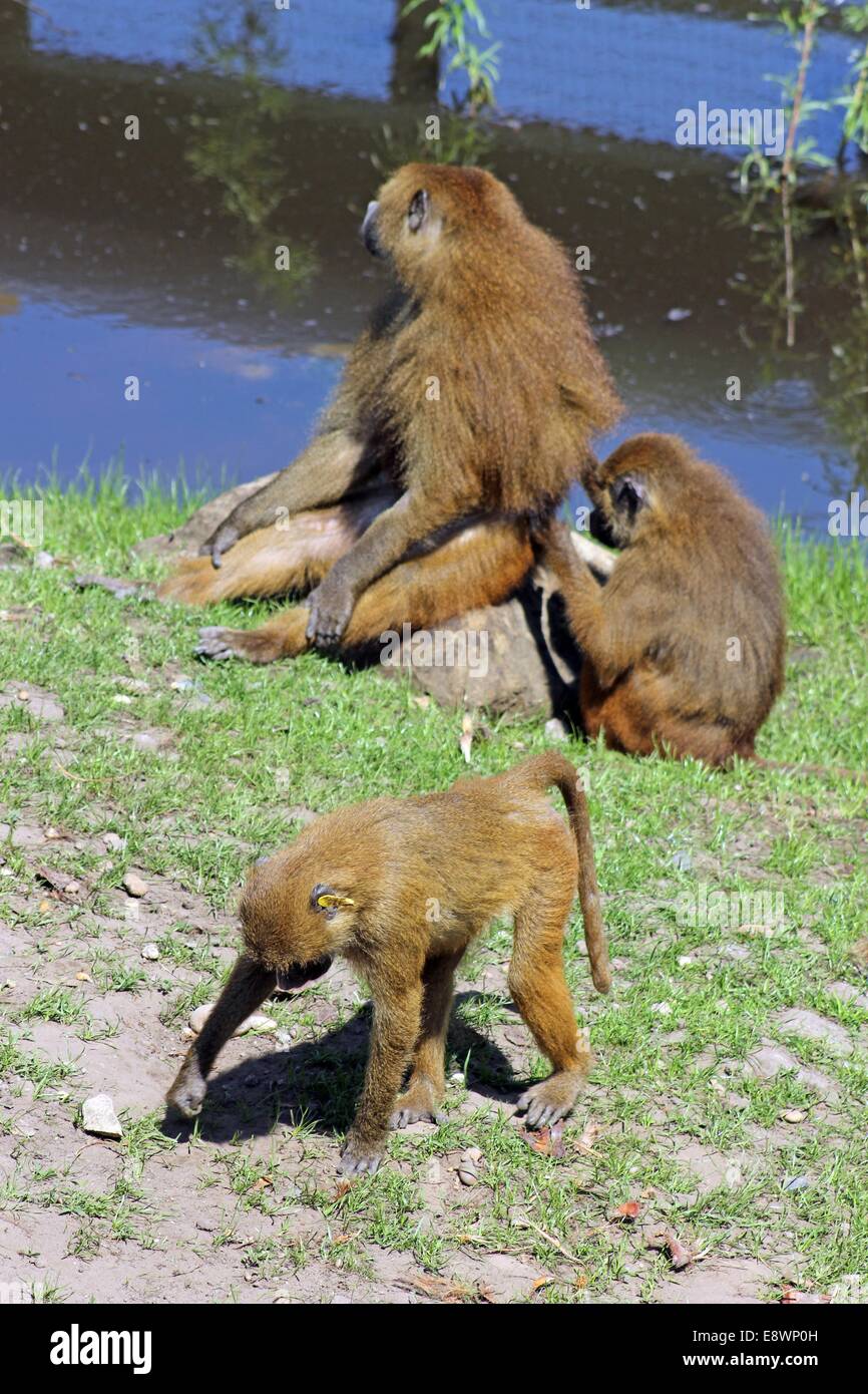 Lone baboon hi-res stock photography and images - Alamy