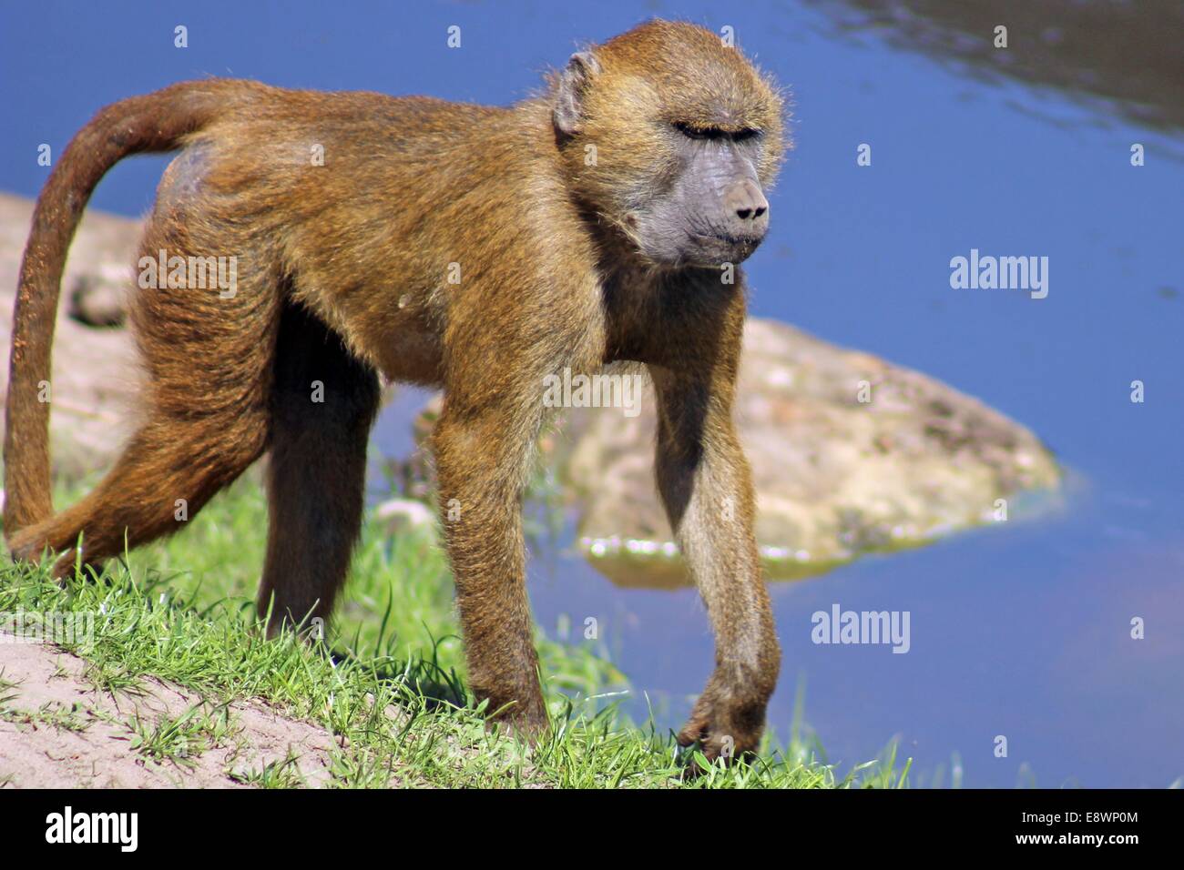Coordinated jump hi-res stock photography and images - Alamy