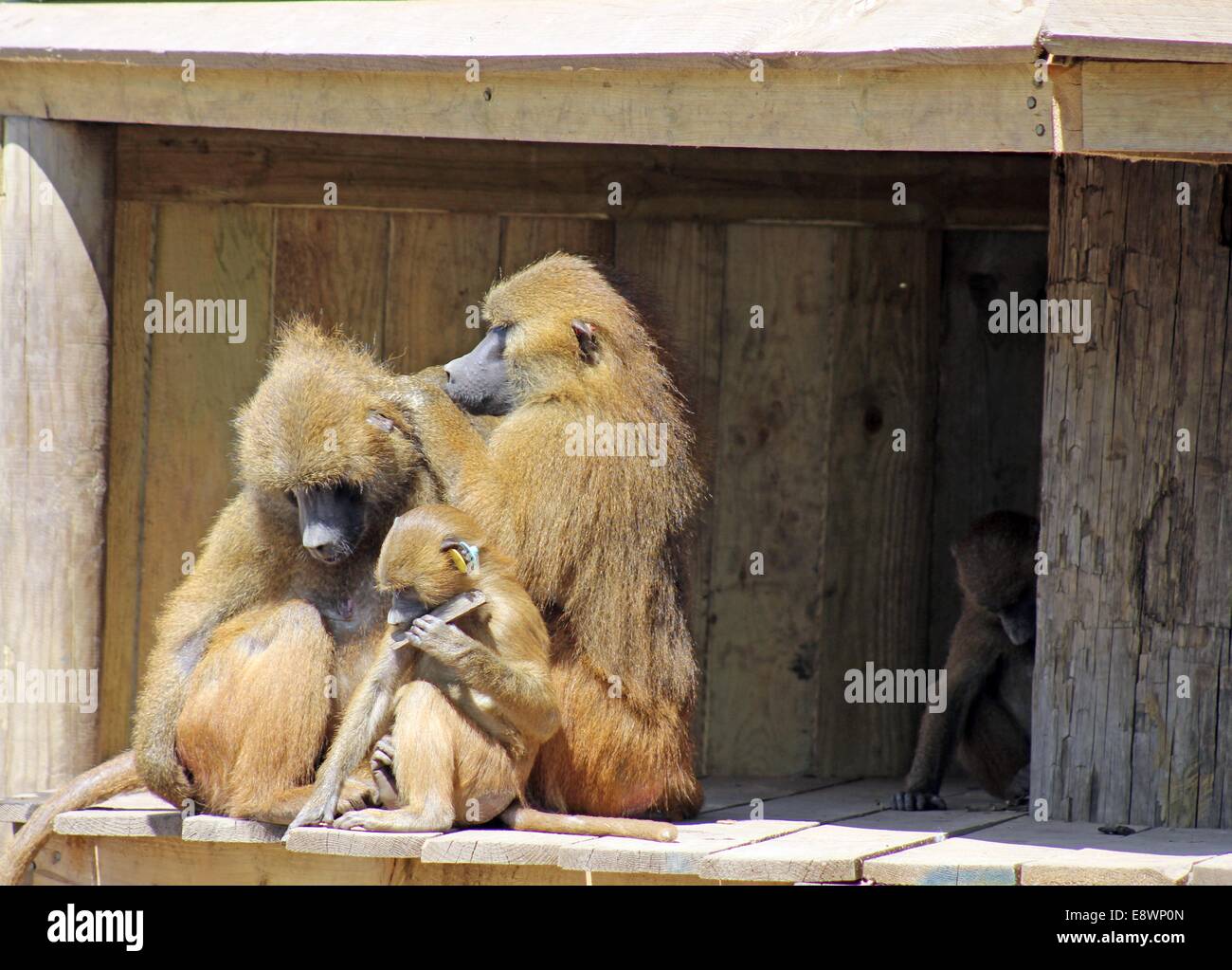 Baboon attack hi-res stock photography and images - Alamy