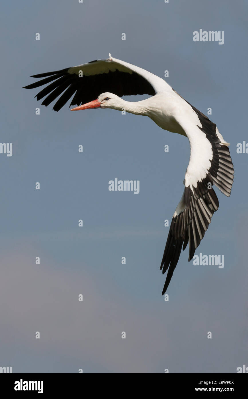 White Stork in Flight Stock Photo - Alamy