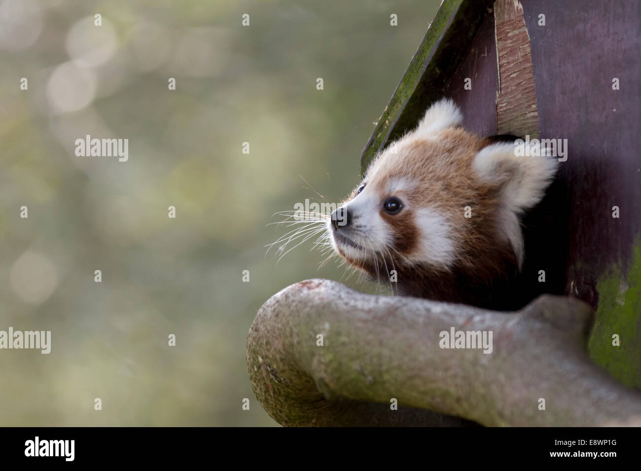Cute baby panda hi-res stock photography and images - Alamy
