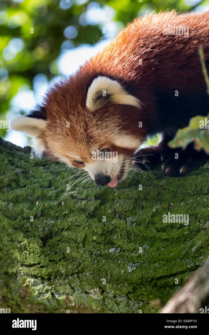 Red panda at whipsnade zoo hi-res stock photography and images - Alamy