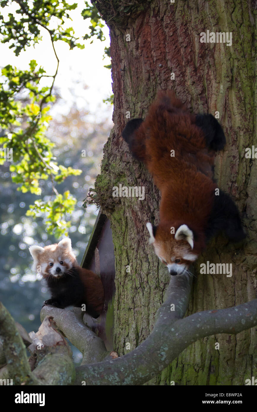 Baby red panda hi-res stock photography and images - Alamy