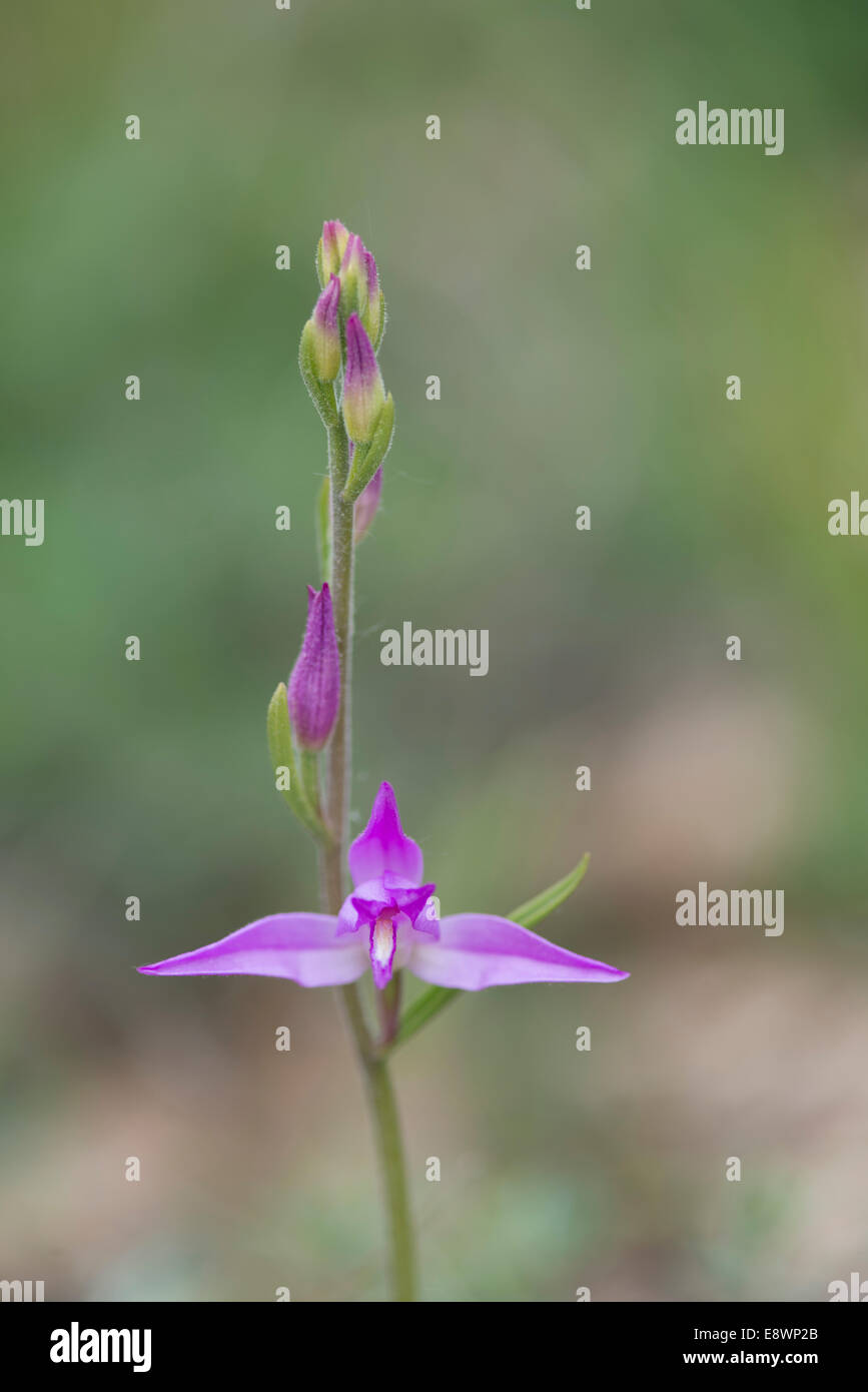 Red Helleborine: Cephalanthera rubra. Provence, France Stock Photo - Alamy