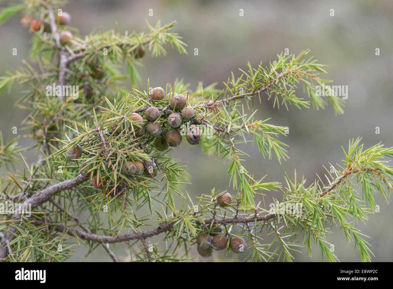 Prickly juniper hi-res stock photography and images - Alamy
