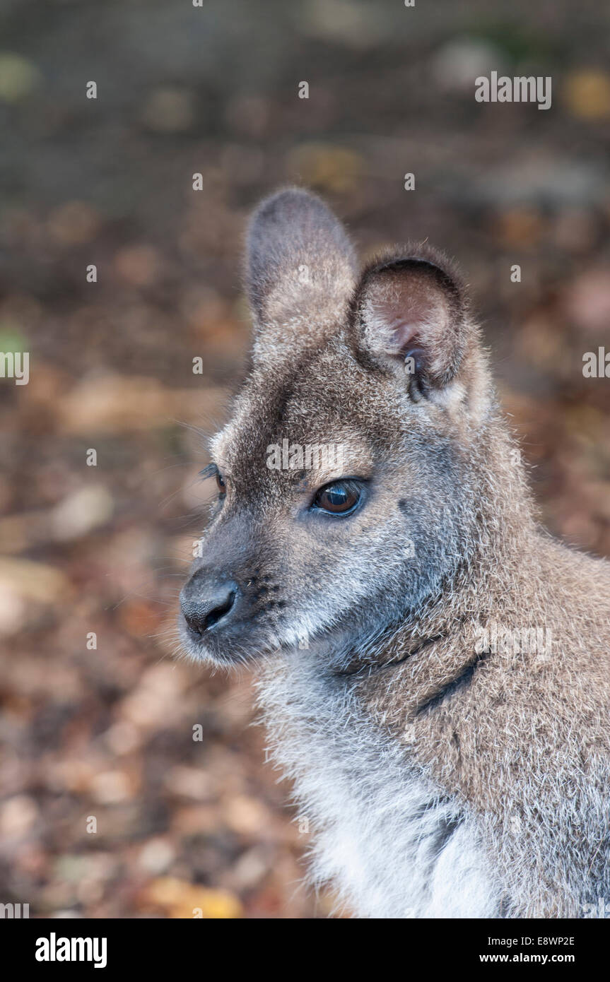 Red Necked Wallaby: Macropus rufogriseus. Private collection Stock ...