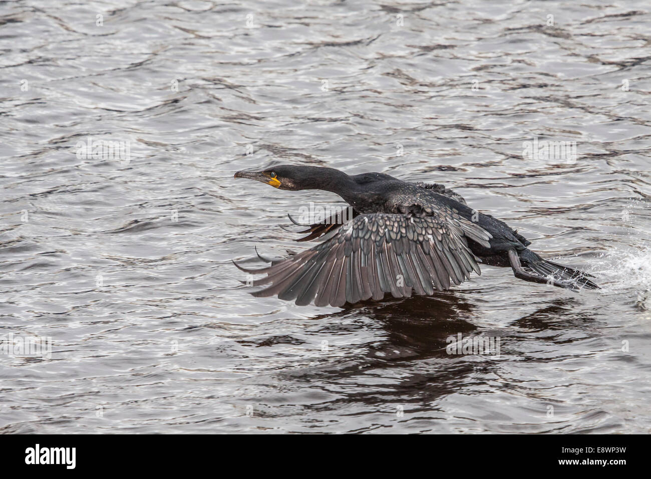 Cormorant taking off from water hi-res stock photography and images - Alamy