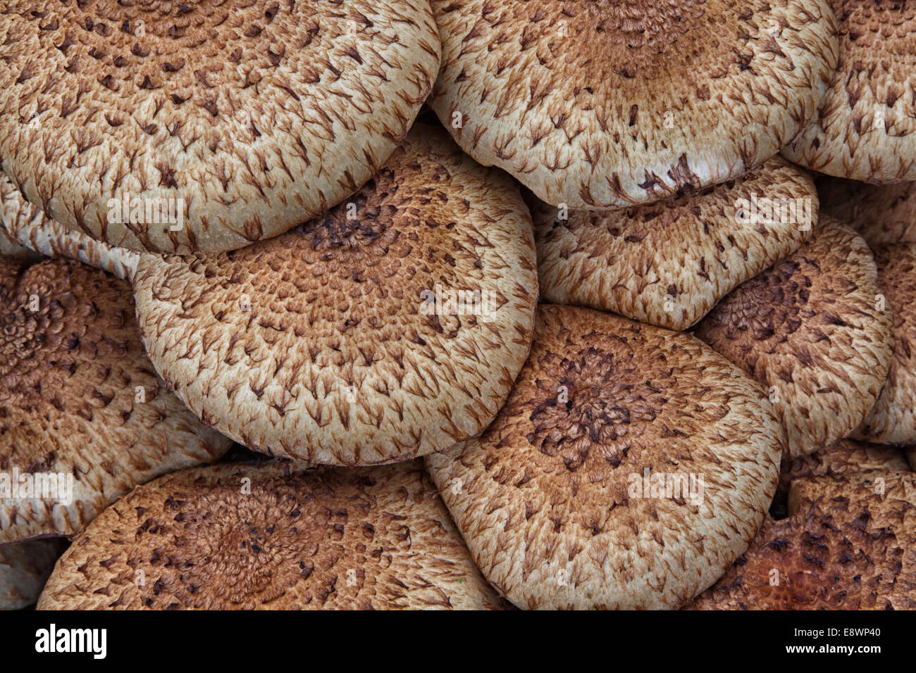 Cluster of fungi hi-res stock photography and images - Alamy