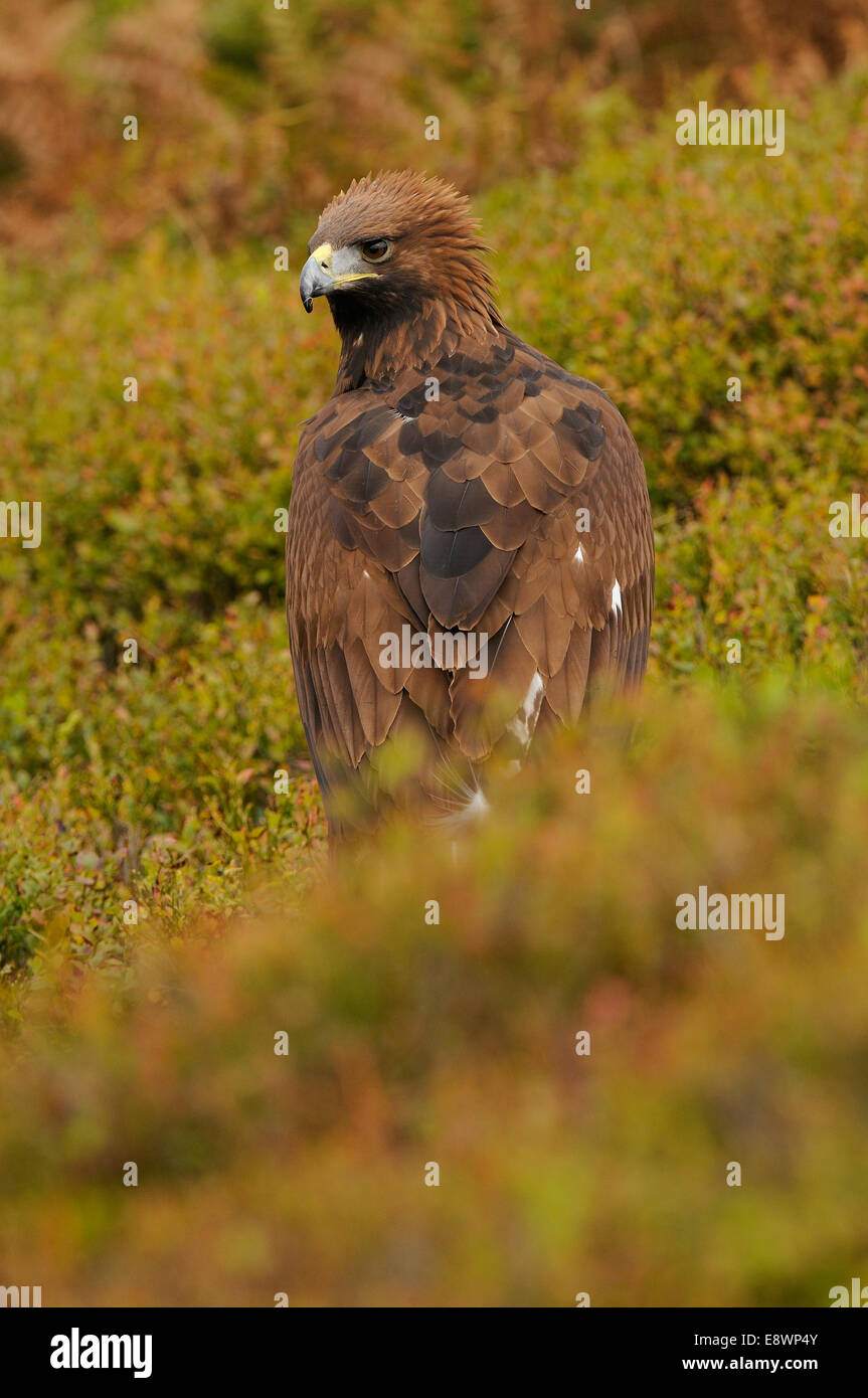 Golden Eagle, in the middle of autumn colored vegetation showing off ...