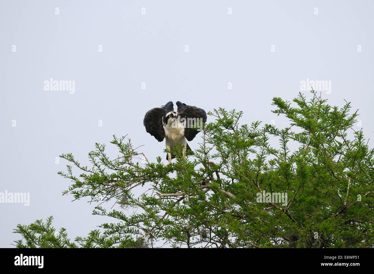 Osprey Egg High Resolution Stock Photography and Images - Alamy