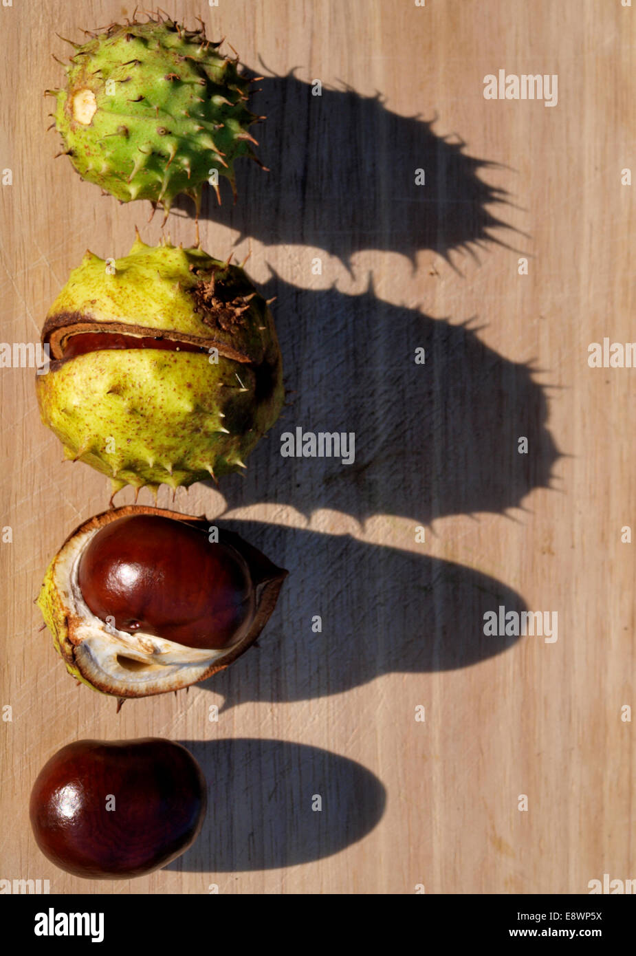 Conker shells hi-res stock photography and images - Alamy