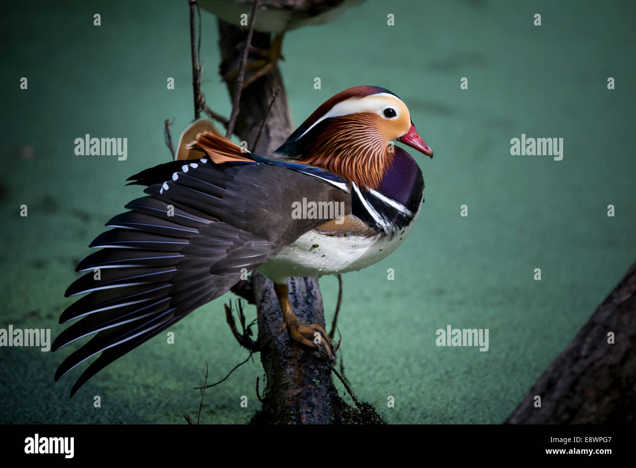 Colourful Mandarin Duck stretching it's wings Stock Photo - Alamy