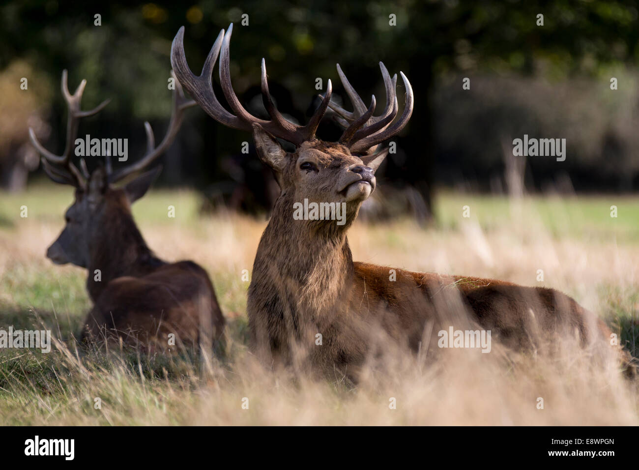 Red Deer in the autumn sun Stock Photo - Alamy