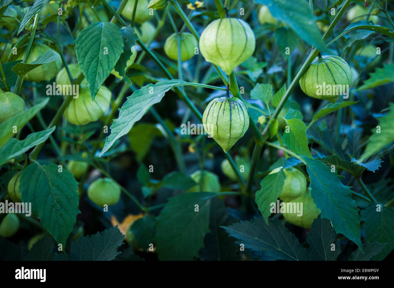 Mexican husk tomatoes hi-res stock photography and images - Alamy