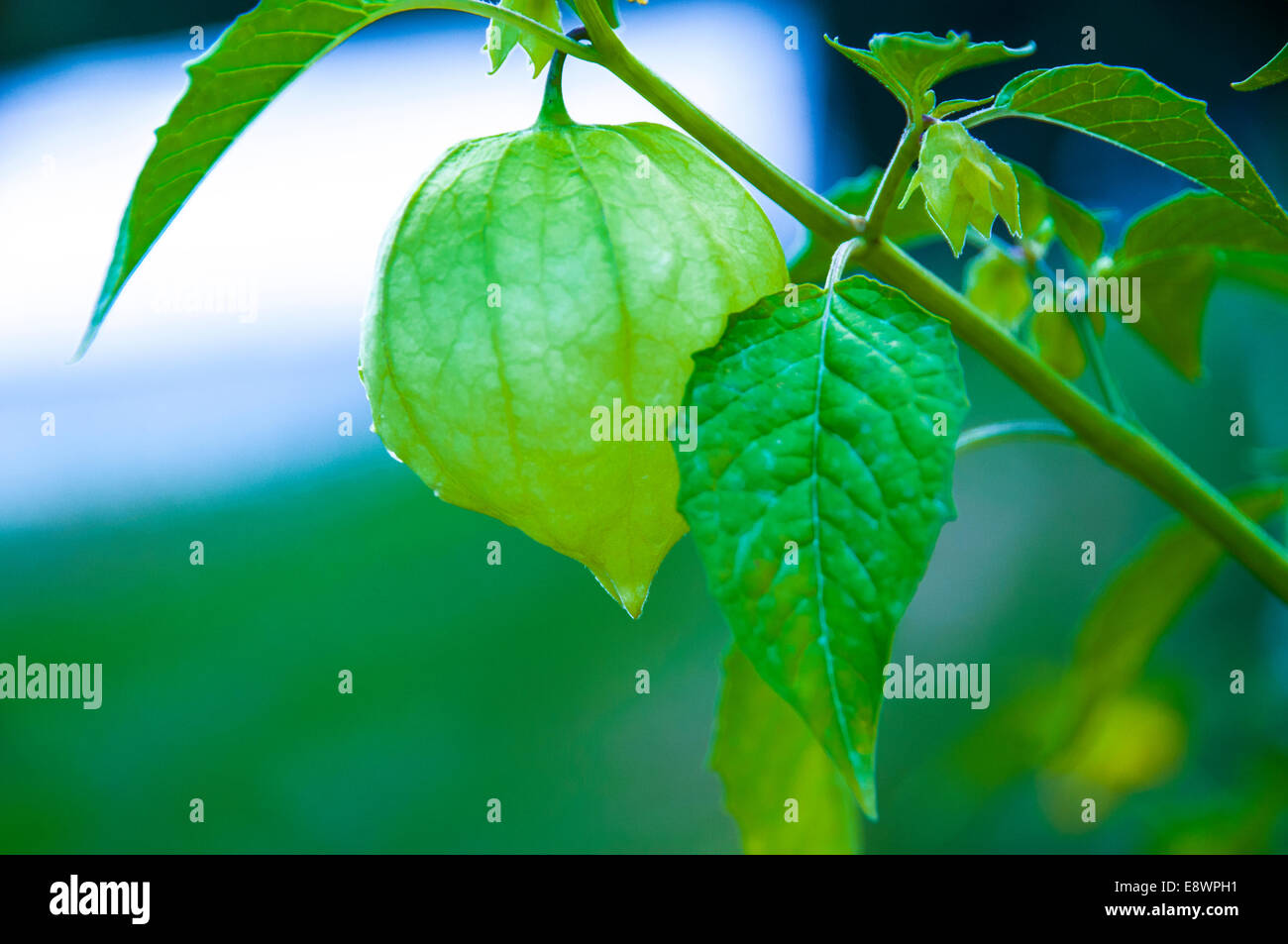 Husk tomato hi-res stock photography and images - Alamy