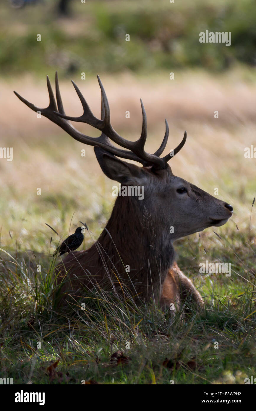 Red Deer in the autumn sun Stock Photo - Alamy