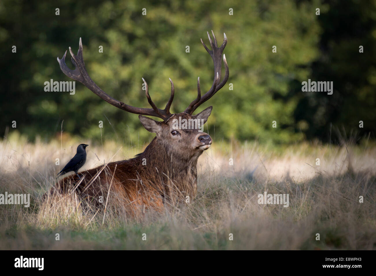 Deer eyes hi-res stock photography and images - Alamy