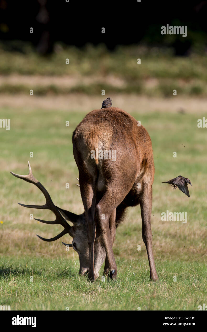 Flying stag hi-res stock photography and images - Alamy