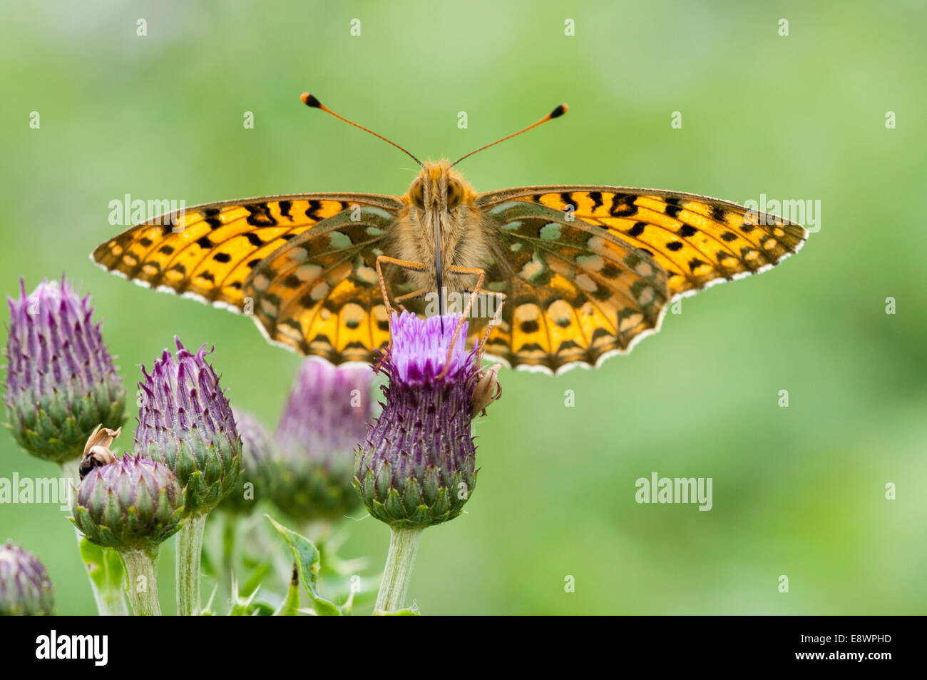 Dark green fritillary hi-res stock photography and images - Alamy