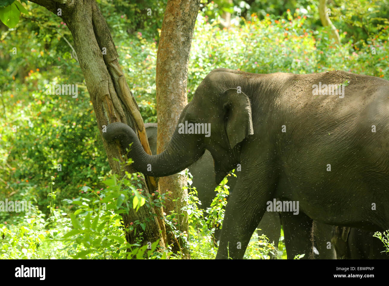 Group of Wild Asian Elephants Stock Photo - Alamy