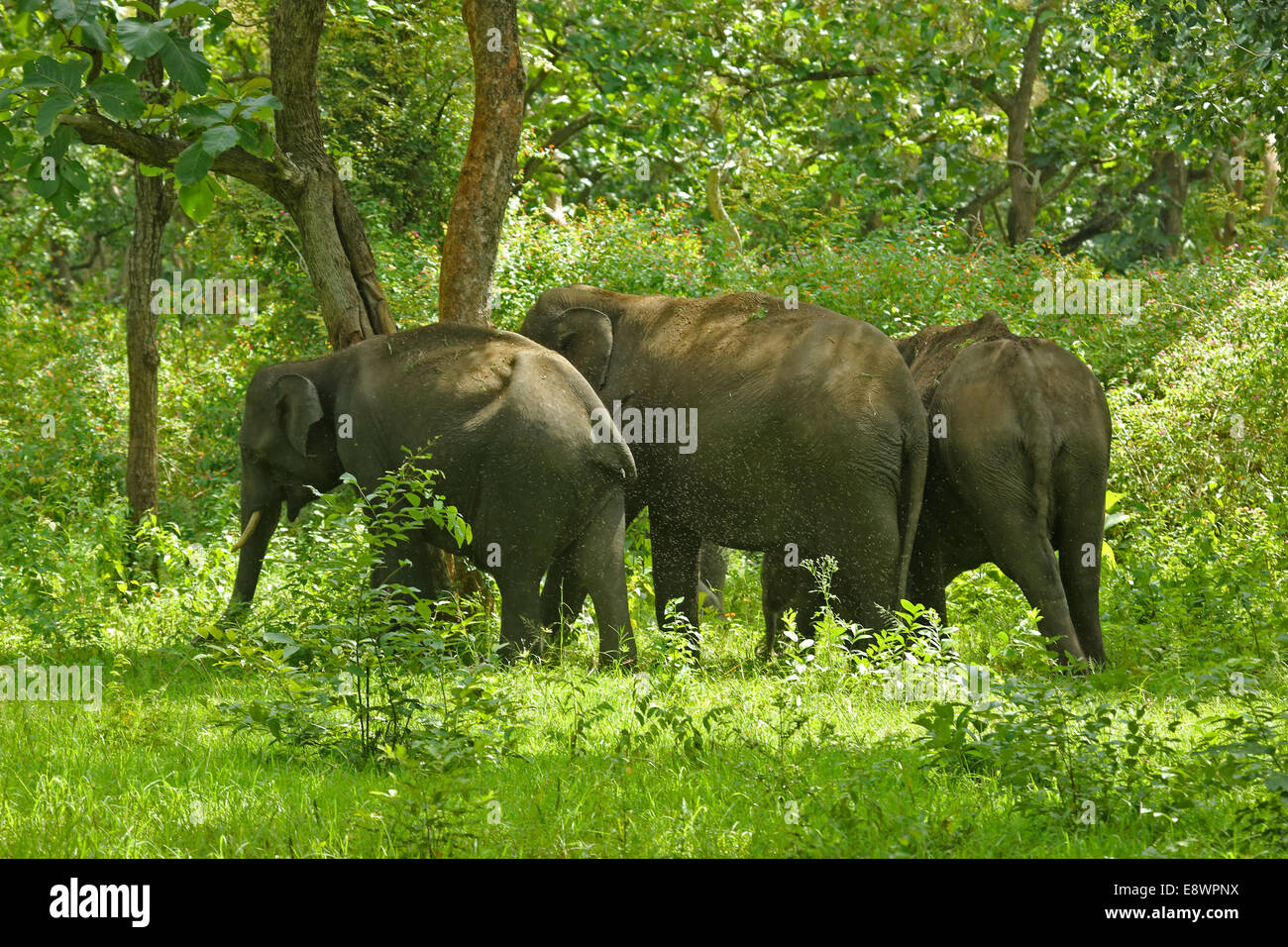 Group of Wild Asian Elephants Stock Photo - Alamy