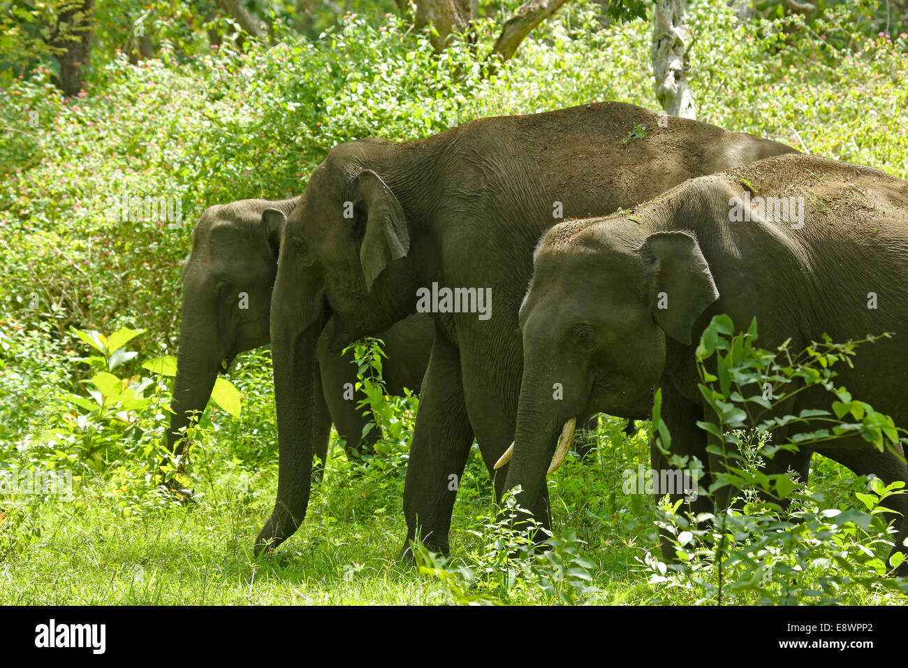 Group of Wild Asian Elephants Stock Photo - Alamy