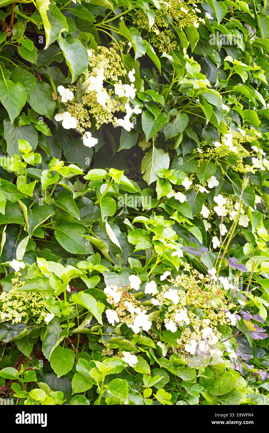 Climbing hydrangea hi-res stock photography and images - Alamy