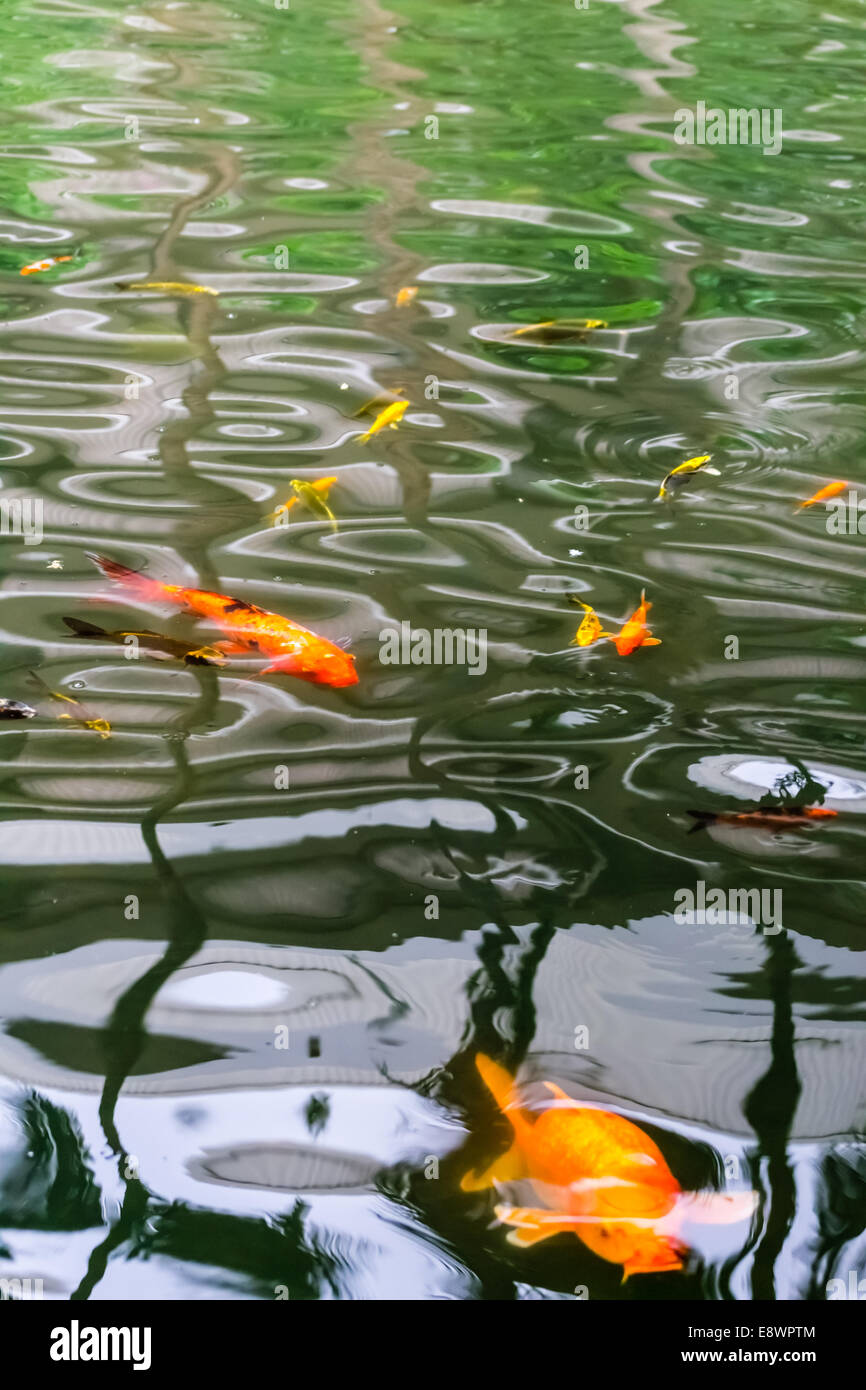 Decorative fish hi-res stock photography and images - Alamy