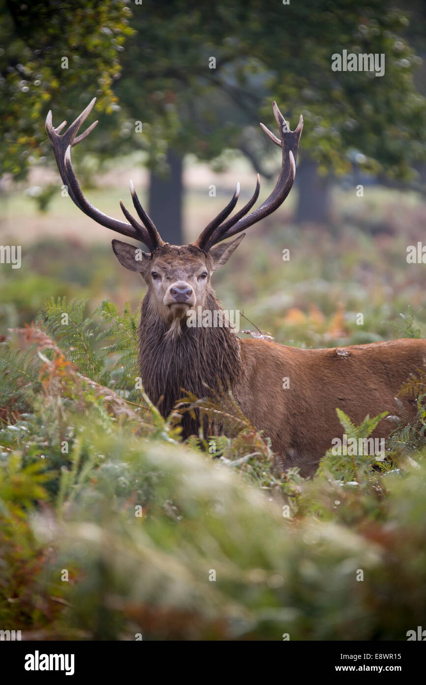 Male Red Deer, Stag, Richmond Park, London Stock Photo - Alamy